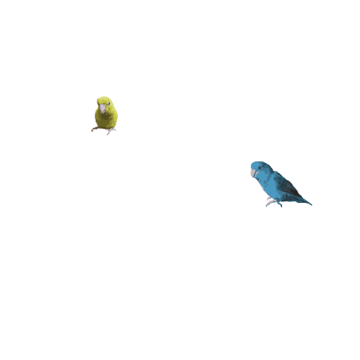 Forpus.Studio